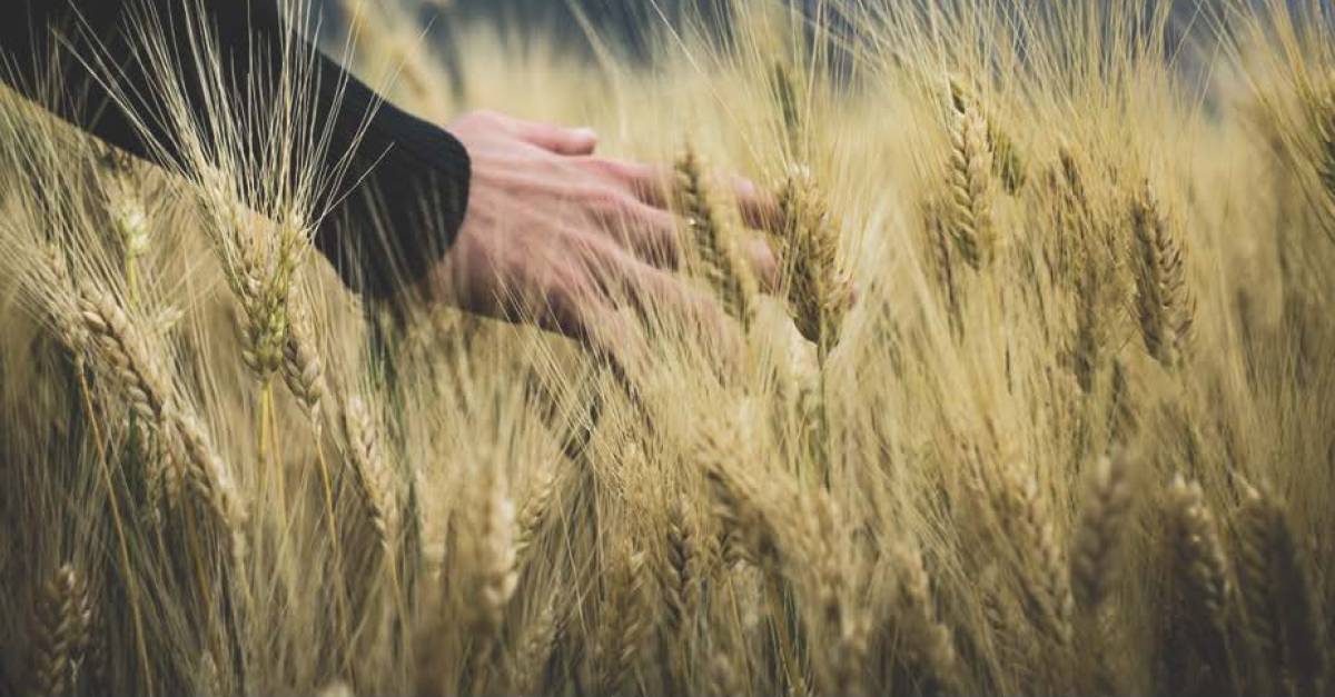 AFC Consulting Group | AFC Smart Farming Studie 2023